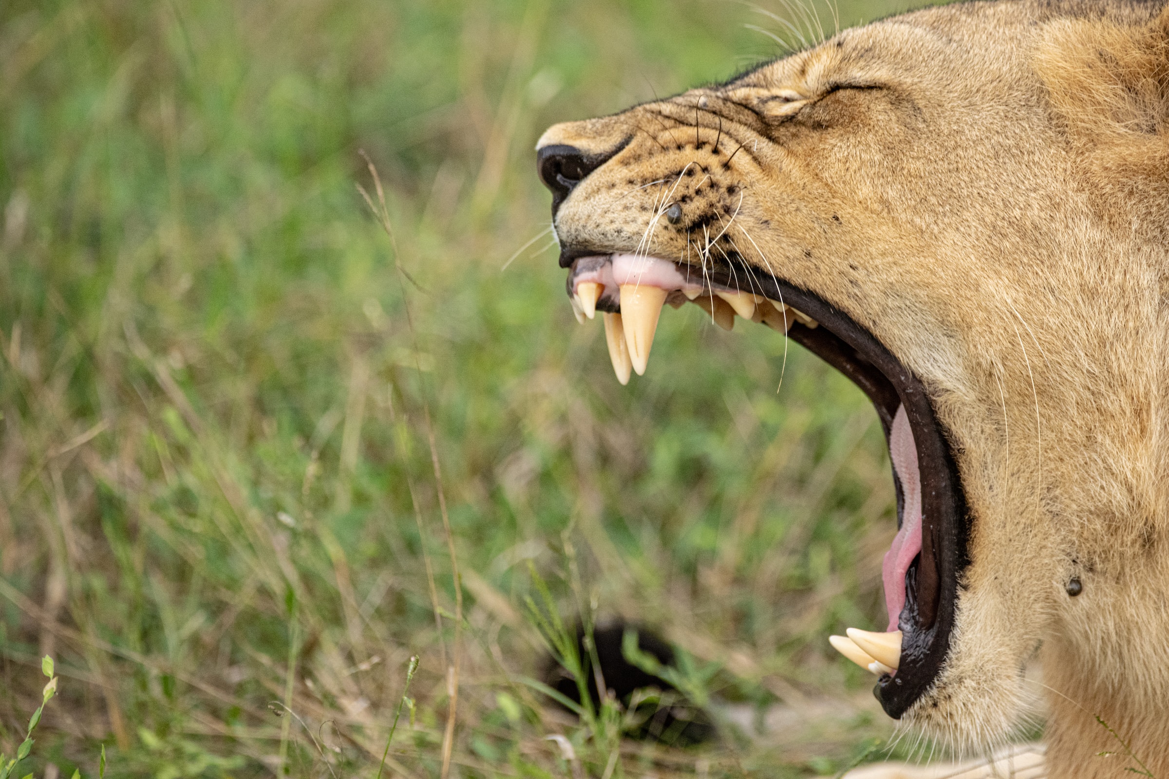 De 5 mooiste plekken voor een rondreis door Zimbabwe - Vakantieklaar